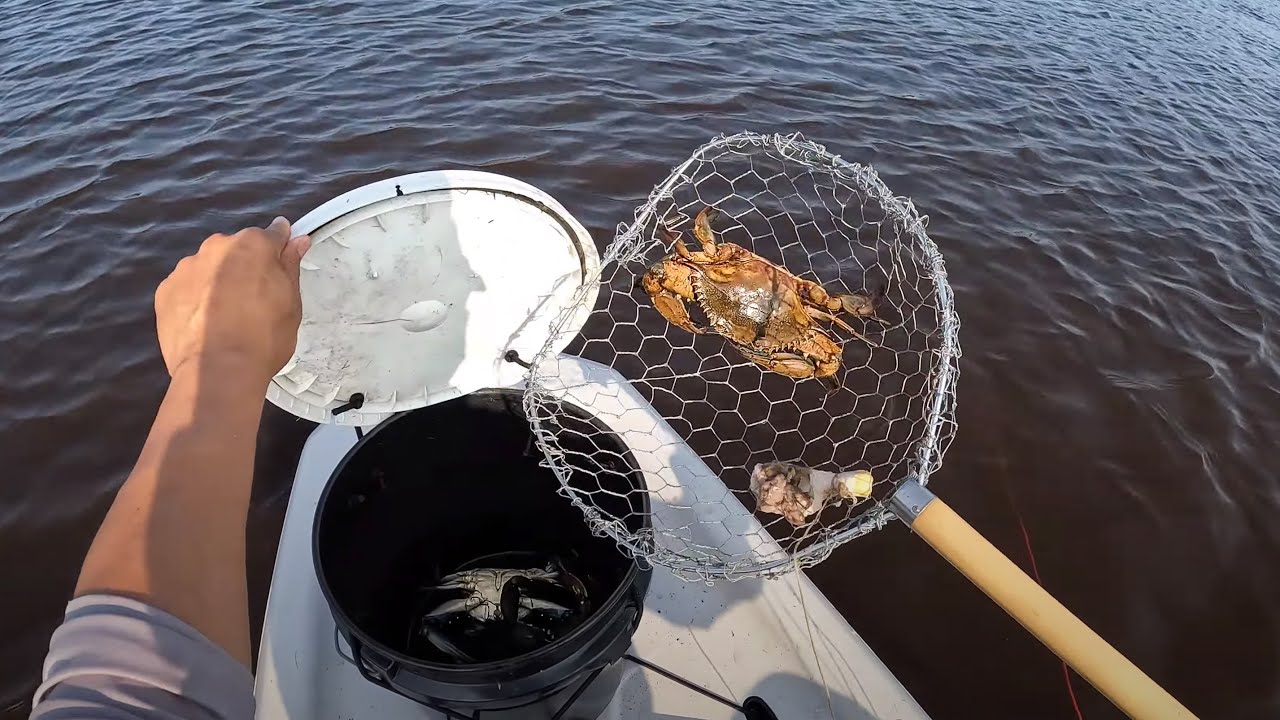 Catching blue crab from my Hobie Lynx Kayak. Cape Cod, Ma