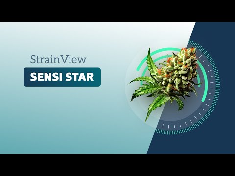Sensi Star - Strainview