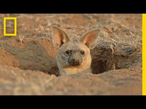 Meet the Aardwolf: A Cute Animal You Never Knew Existed | National Geographic