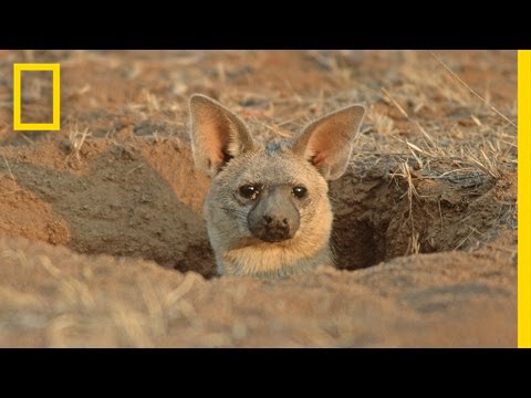Meet the Aardwolf: A Cute Animal You Never Knew Existed | National Geographic