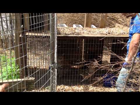 Big cat rescue Centerpoint, Indiana 11