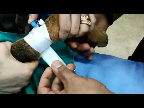 🐕 Placement of intravenous cannula in cephalic vein in dog 🐕