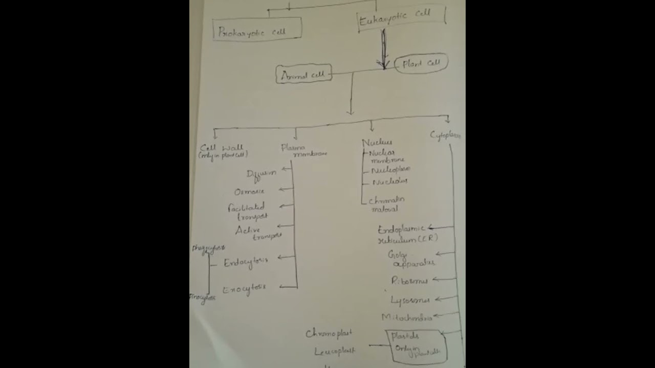 cell - concept map