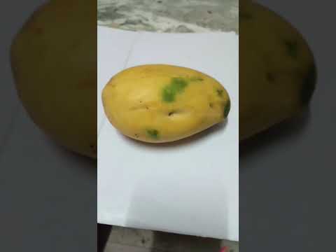 Mango dream meaning in english#shorts