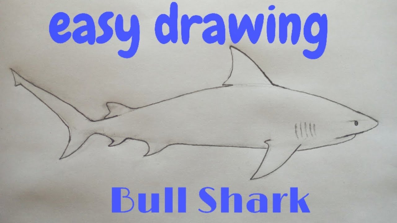 easy drawing-Bull shark