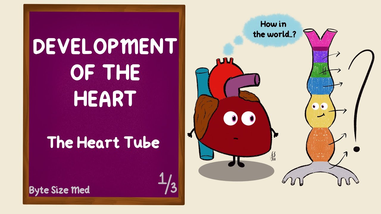 Understanding the Development of the Heart: The Heart Tube Explained ...