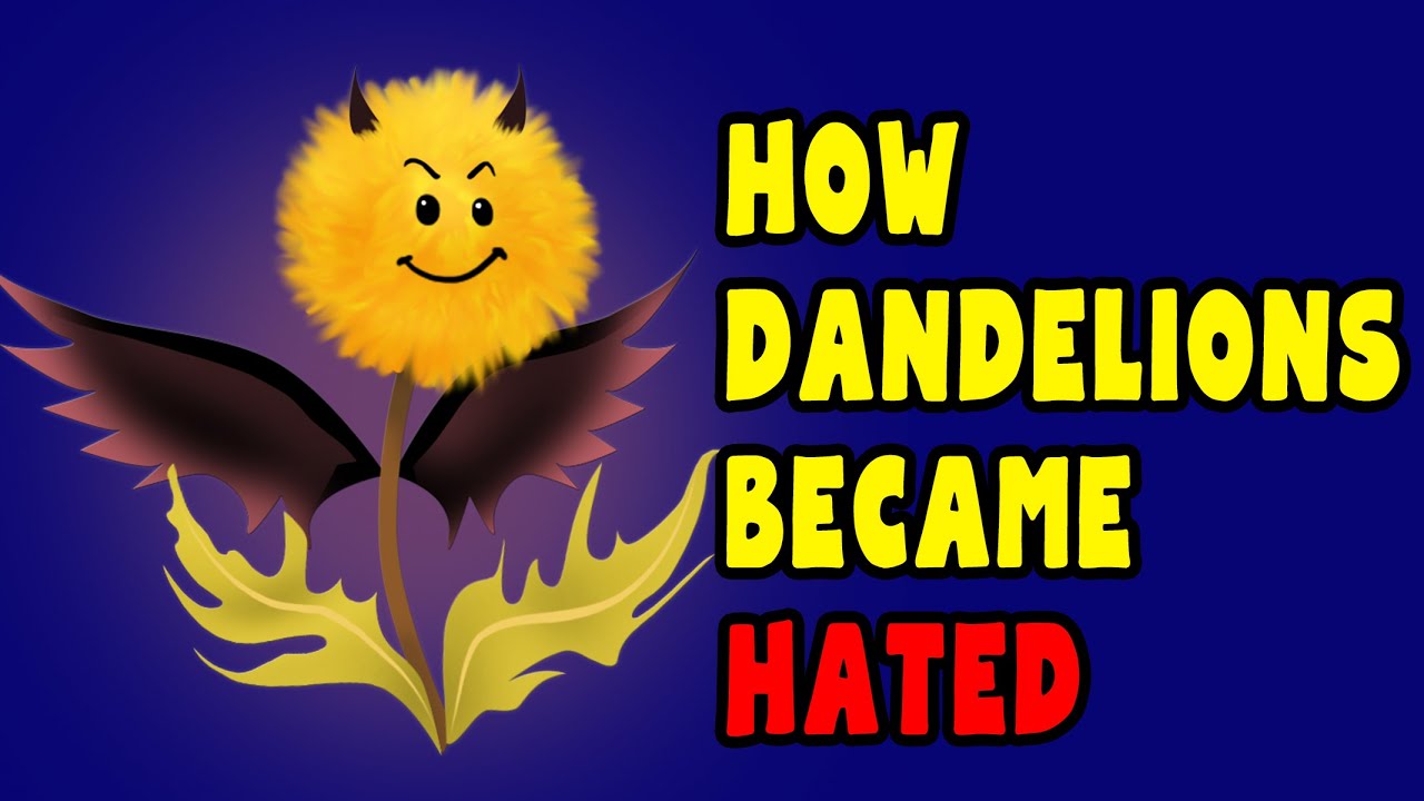 HISTORY of DANDELIONS - From Medicinal Plant to Weed