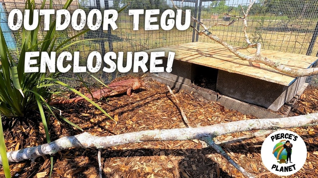 Rat Proofing An Outdoor Tegu Enclosure!