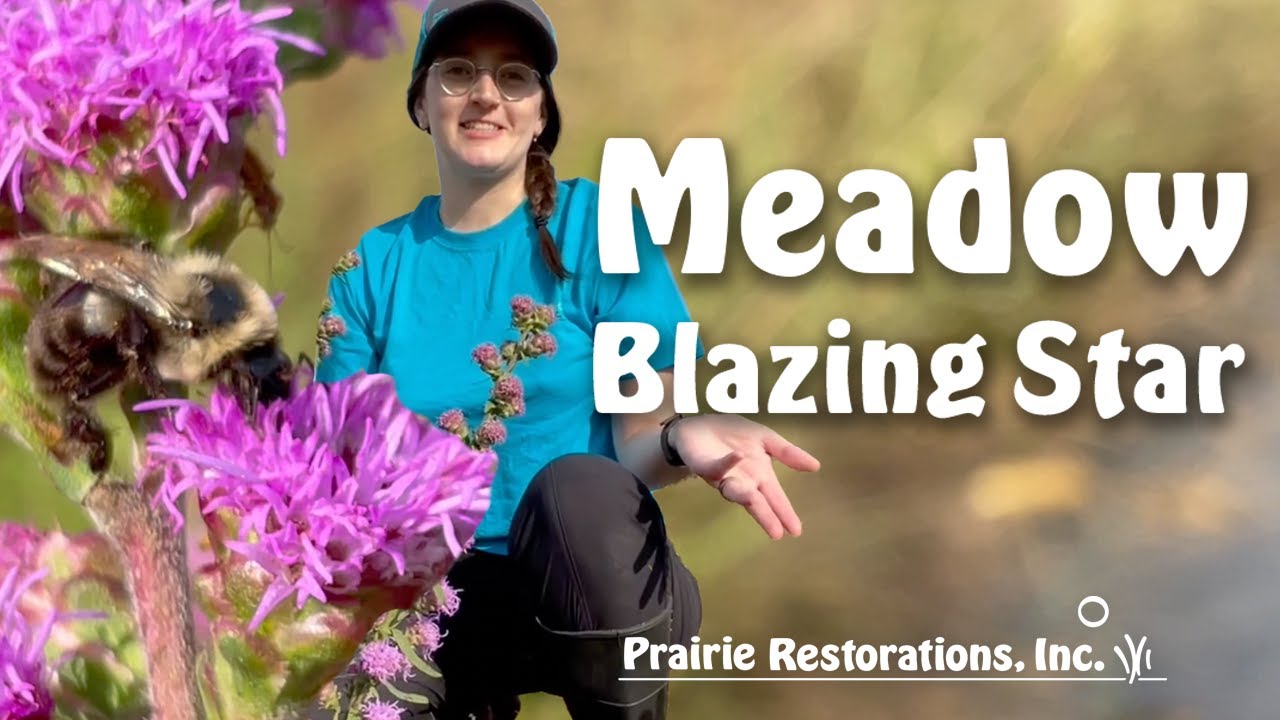 Meadow Blazing Star (Liatris ligulistylis)
