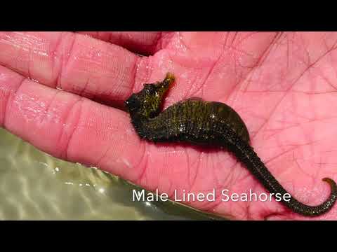 Seining with CBNERR
