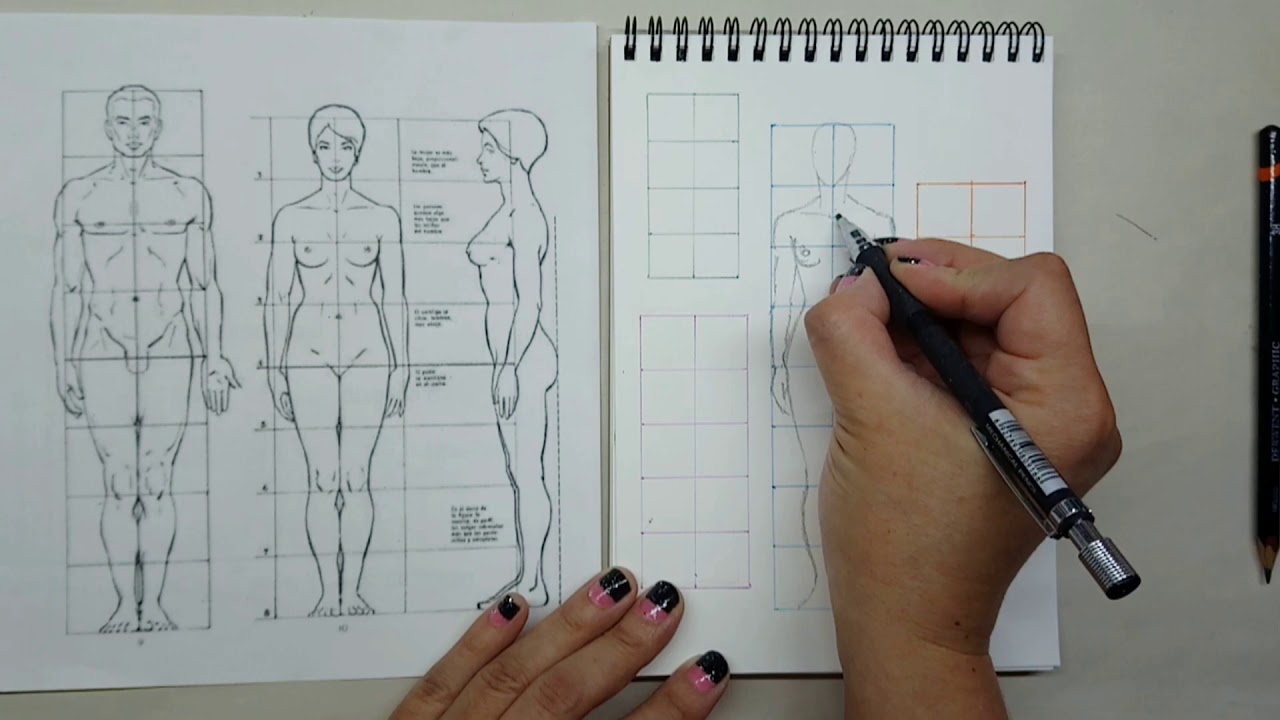 Dibujo de la PORPORCIÓN del CUERPO humano con VARIACIONES