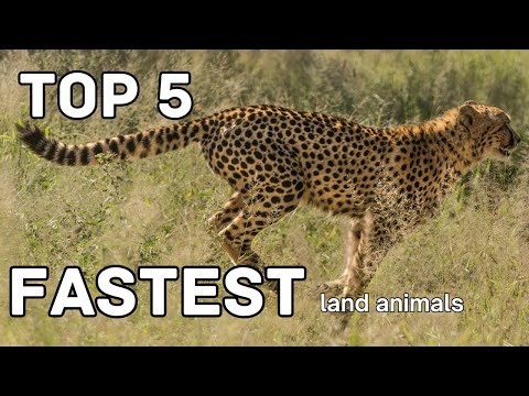 Top 5 Fastest Land Animals in the World!