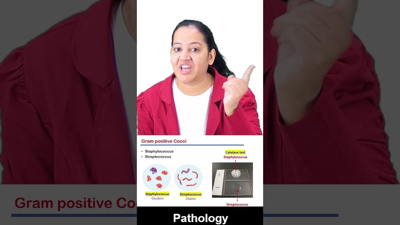 1 minute learning:  Staphylococcus and Streptococcus