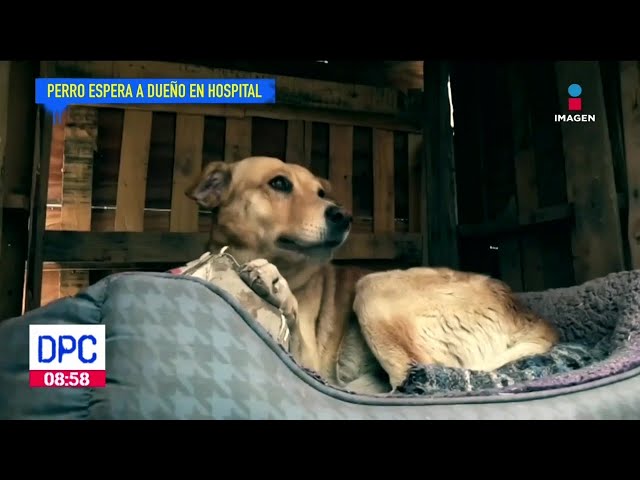 'El Güero' se quedó esperando a que su dueño saliera del hospital