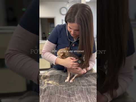 Only 3 more weeks of being a vet student! #veterinarymedicine #doctor #veterinaryschool