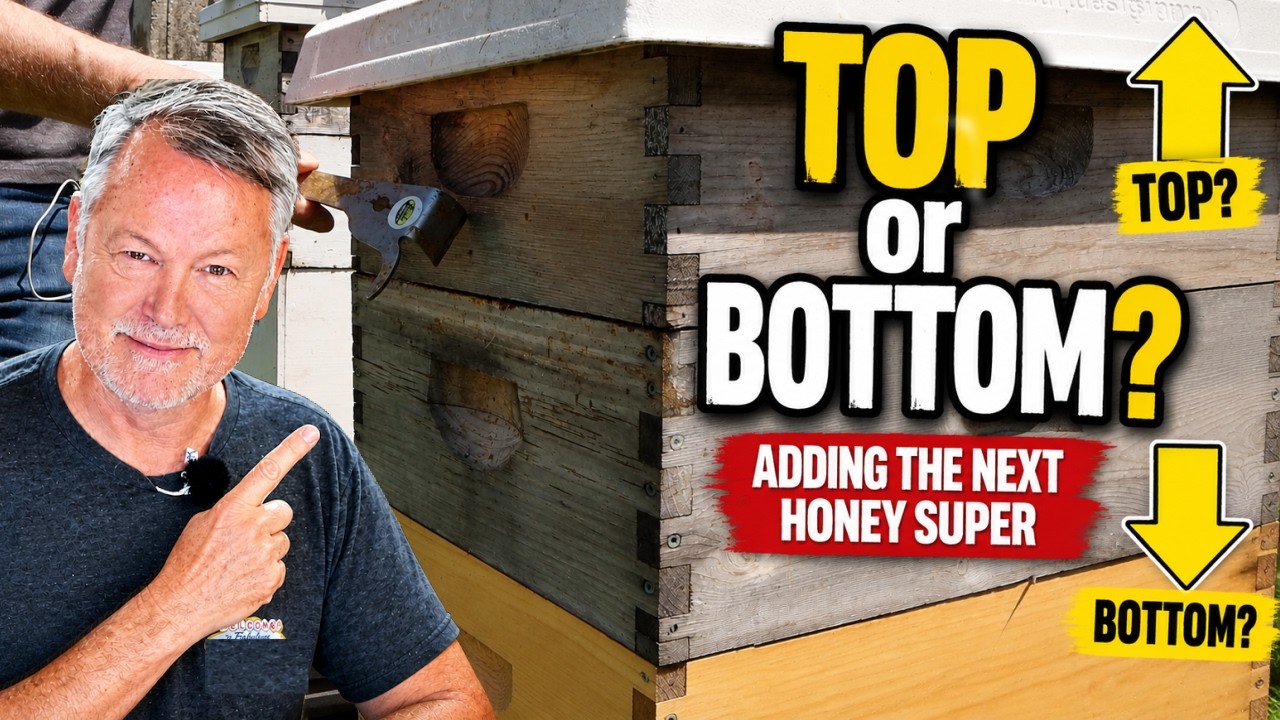 Beekeeping: When Adding Another Honey Super, Top Super or Bottom Super?
