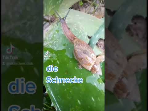 die Schnecke 🐌 #deutschlernen #aprendealemán #learngerman #caracol #snail #schnecke #german