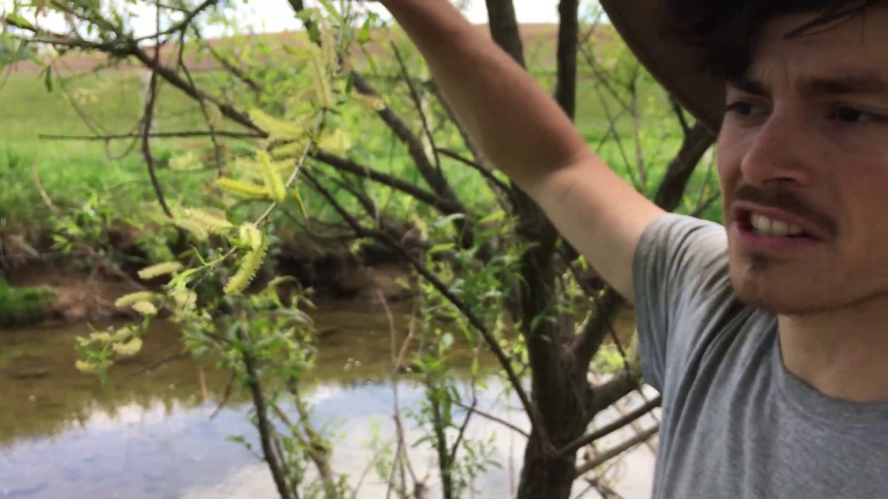 Tree Talk: Black Willow