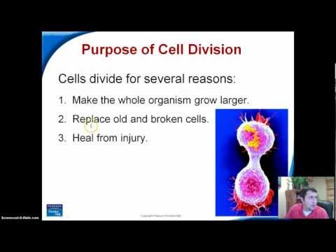 Cell Division - Mitosis and Cytokinesis