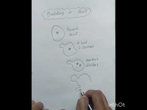 Draw yeast/Draw budding in yeast/How to draw budding in yeast/#Inshort/Haa-Meem 4science