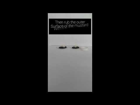 Mustard Seed Adulteration Testing