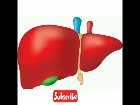 internal organs of human body with Urdu meaning