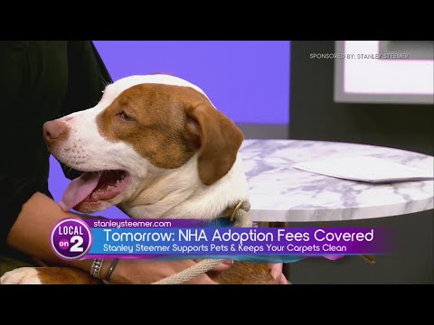 Stanley Steemer: Adopt Love!