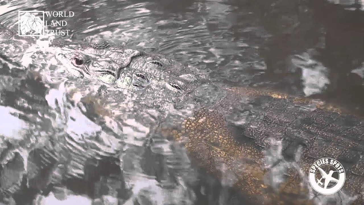 Species Spot - Morolet's Crocodile