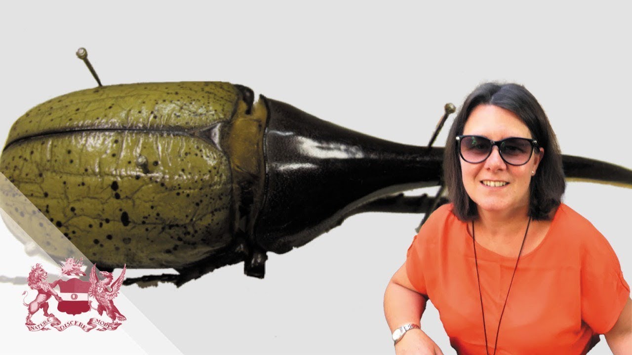 Put a Pin in it: Exploring the Insect Collections of Linnaeus & Smith | Suzanne Ryder