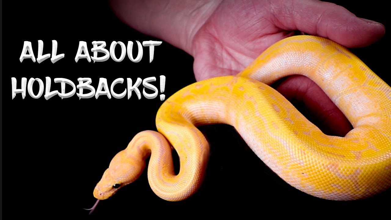 All About the 'Holdback' Ball Python