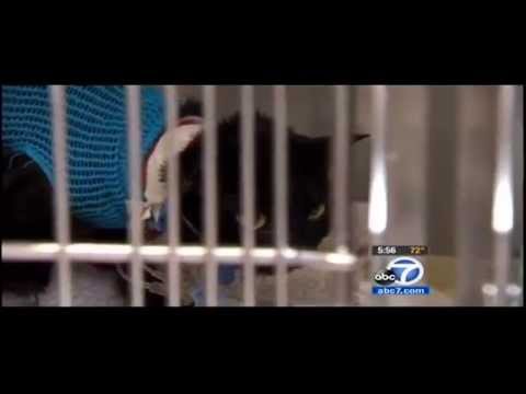 Health Insurance for Pets