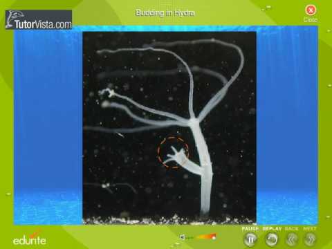 The Reproduction of Hydra | kendramcgowan