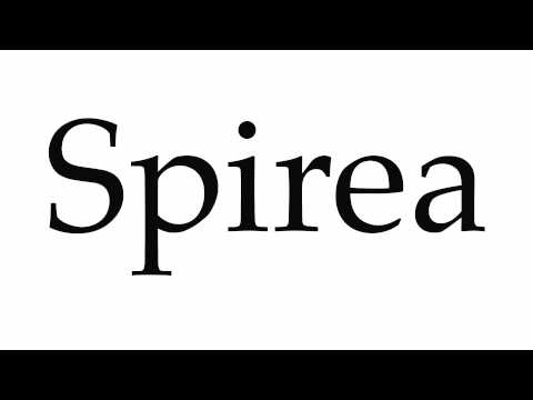 How to Pronounce Spirea