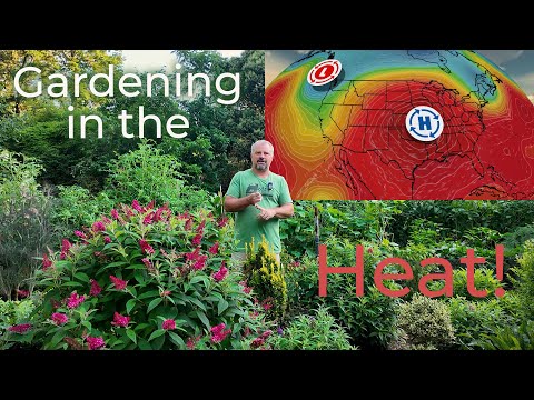 Essential Garden Tips for Hot Weather