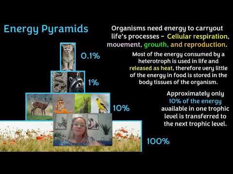 Energy Pyramids
