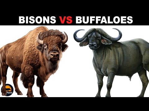 What is the Difference Between Bisons and Buffaloes?