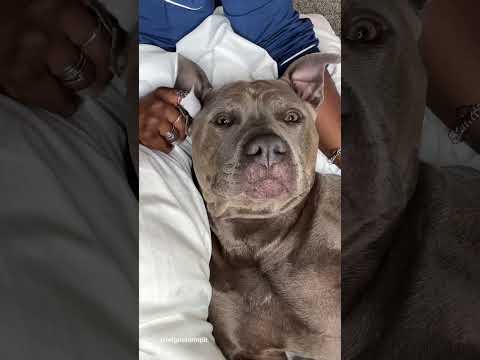 Dog Spa Day #dogs #asmr #relaxing #dogbath #doggrooming