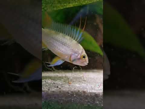 Apistogramma Cacatuoides wildform #apistogramma #cacatuoides #wildform #wild #fishtube #shorts