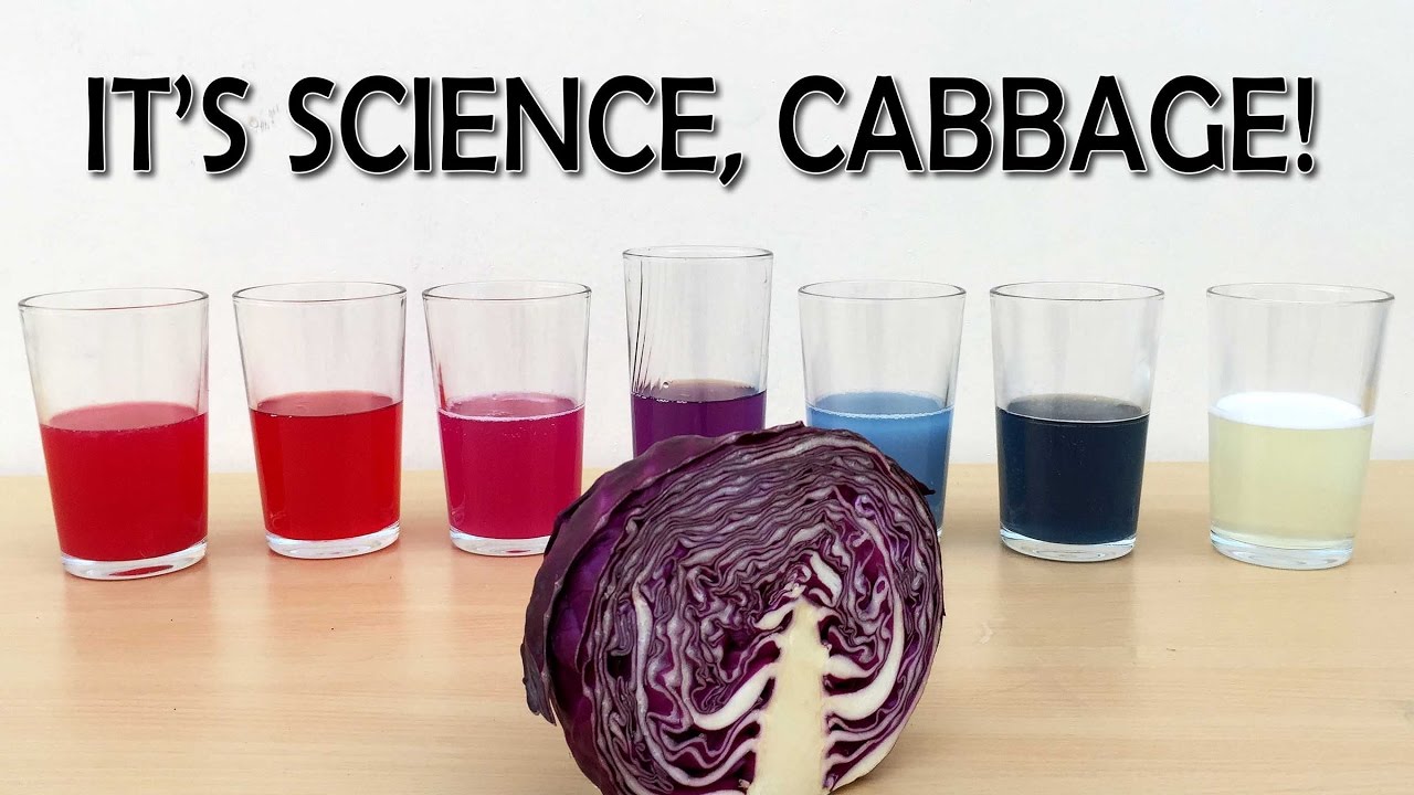 EXPERIMENT DIY PH indicator from red cabbage | What the Hack #22