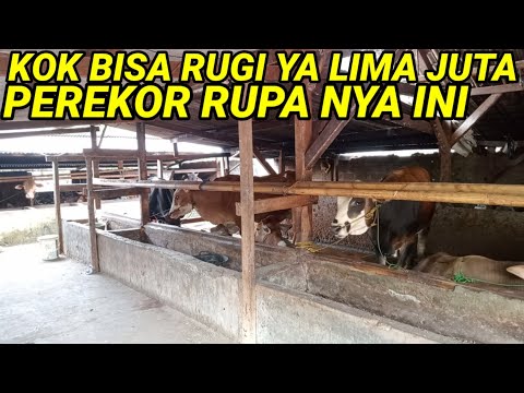 STANDARD BEEF PRICES AFTER PMK CAN LOSE FIVE MILLION CHILDREN