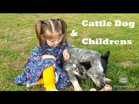 Australian cattle dogs with children
