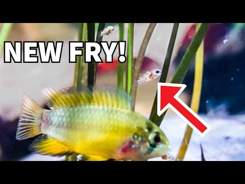 How To Breed Apistogramma Borellii - Plus Bonus Footage of FEEDING Fry!