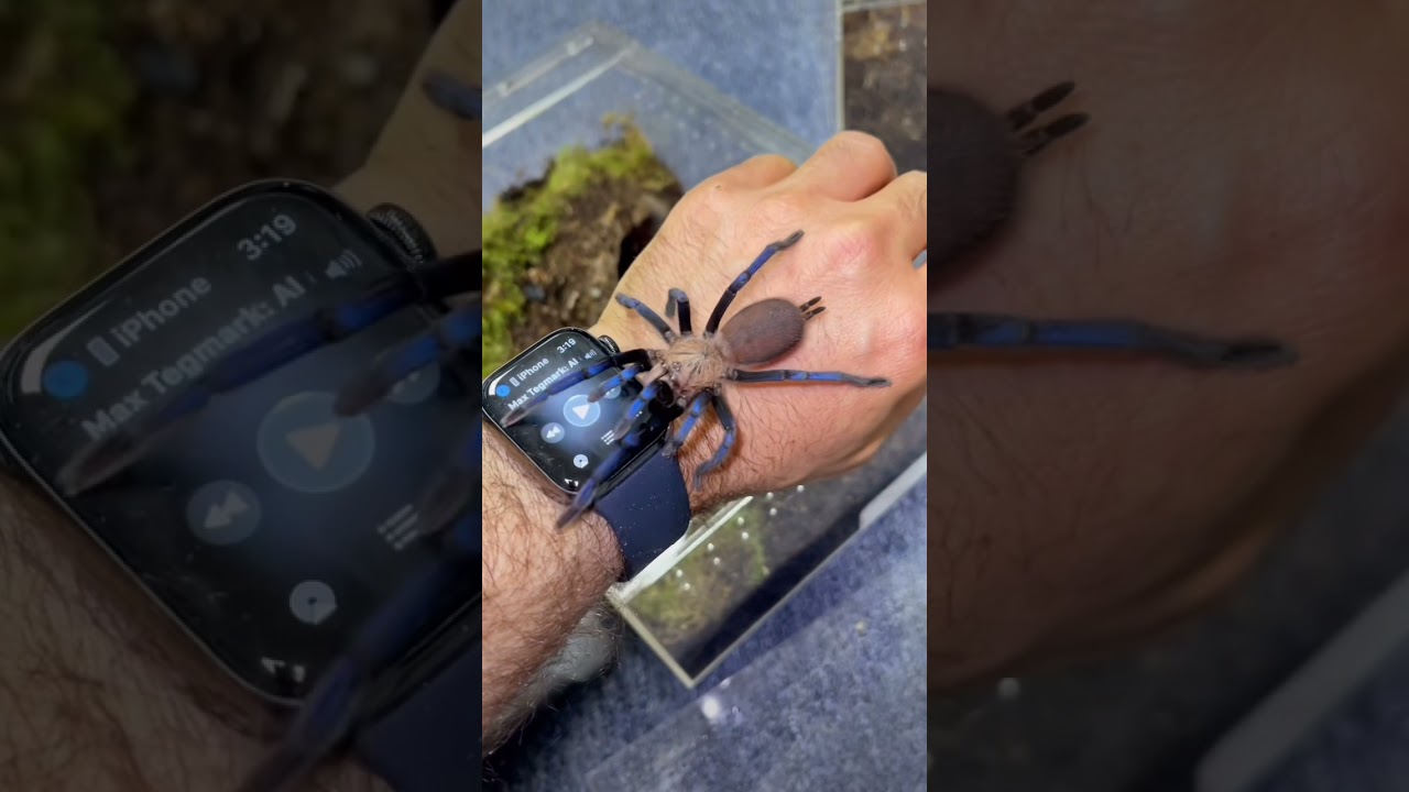 This is called stridulation. Old world tarantulas typically make this sound when nervous.