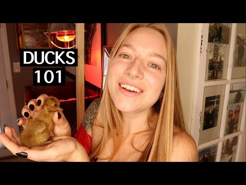 Don't Raise Ducks BEFORE Watching THIS! Everything You Need to Know