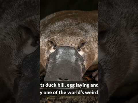 Yes: A Mammal That Actually Lays Eggs! Subscribe @wildbiosphere to learn more #rareanimals