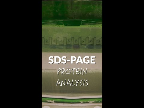 Protein analysis through SDS-PAGE #shorts