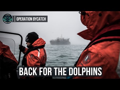 Sea Shepherd Returns to the French Atlantic Coast for Dolphin ByCatch 3