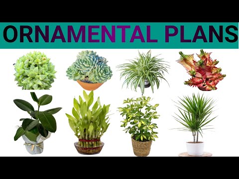 Ornamental Plans Name in Urdu & English | Plants Name with Picture | Sajavati Paudhon ke Naam