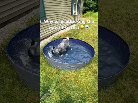 Any other heelers do this to water? 😅 #australiancattledog #blueheeler