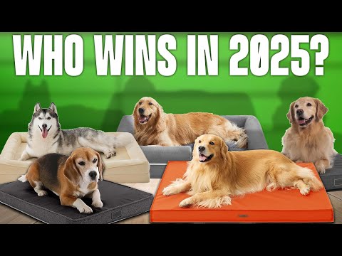 TOP 5 Best Dog Beds 2025